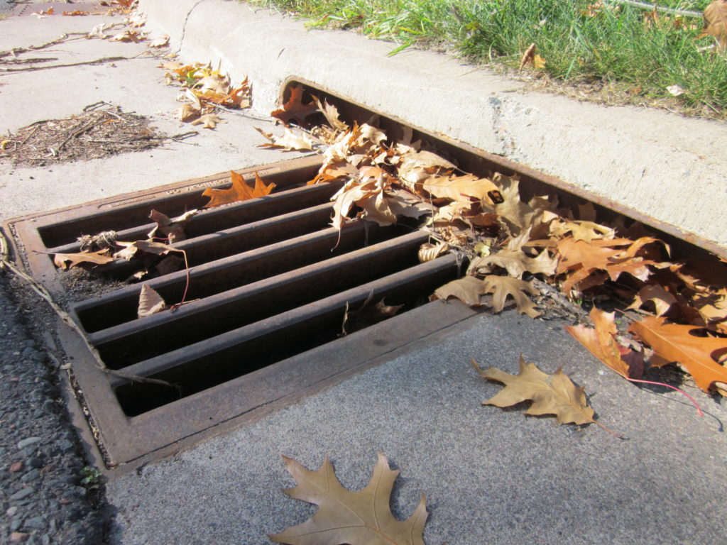 Protect Black Ash Trees