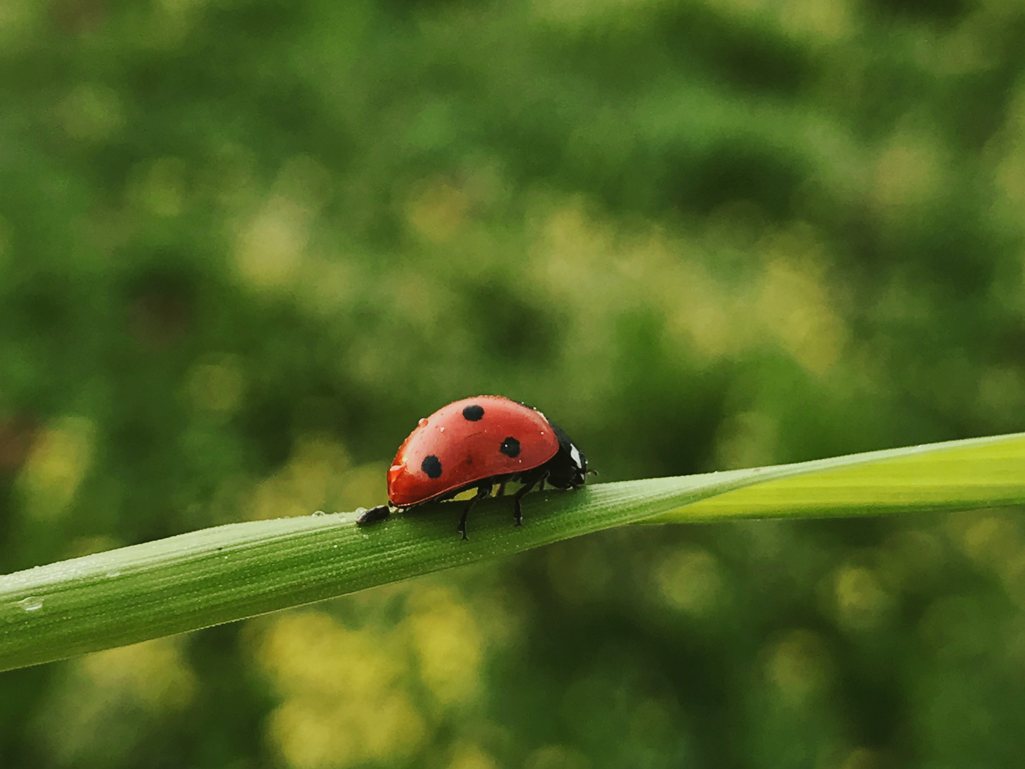 Recognize Your Place in the Web of Life