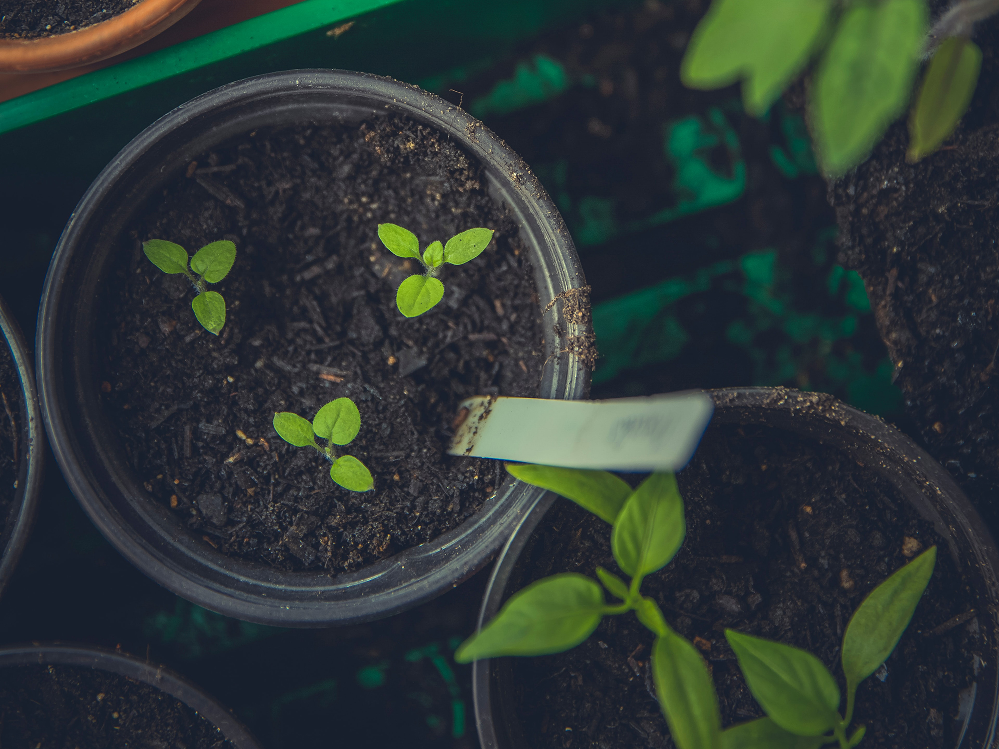 Zaaga’iganing Anishinaabe Food Sovereignty